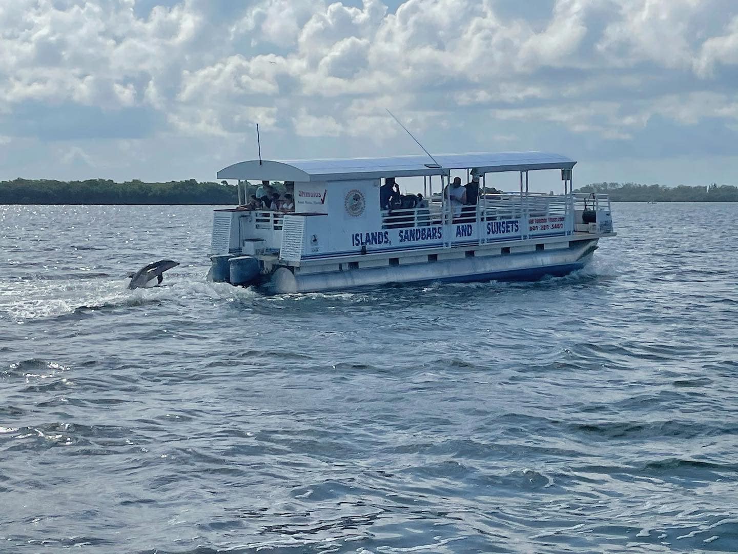 Dolphin Tours Anna Maria Island - Concierge AMI
